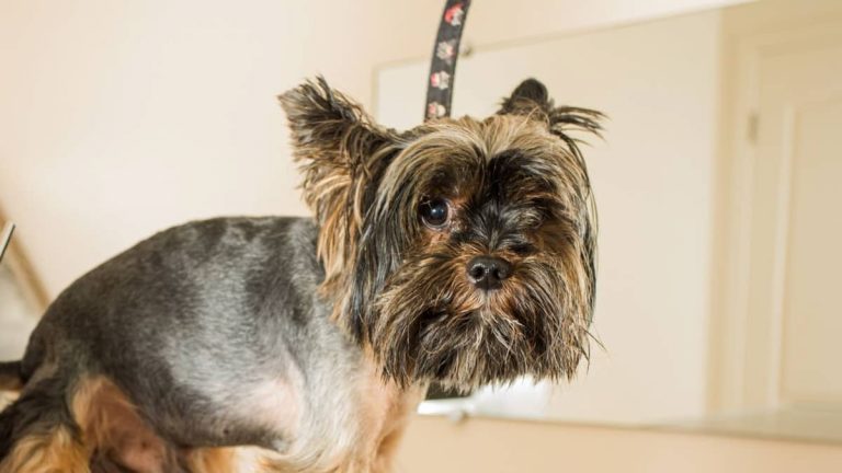 How To Prevent Yorkies Hair Loss? - Our Yorkie