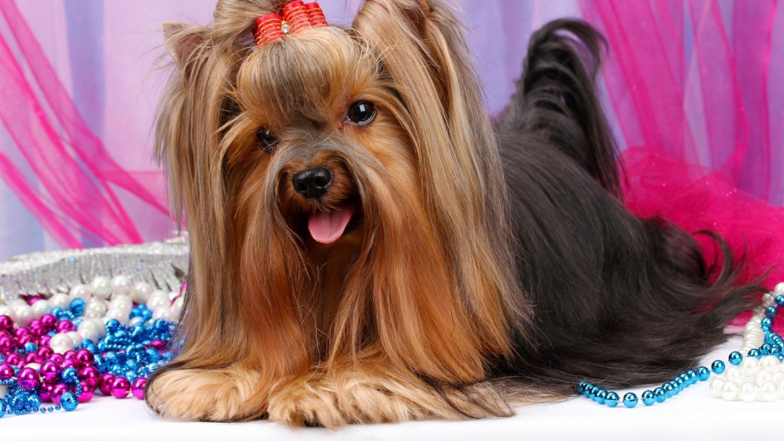 Introducing Different Yorkie Hair Types..Grooming and Hairstyles - Our ...
