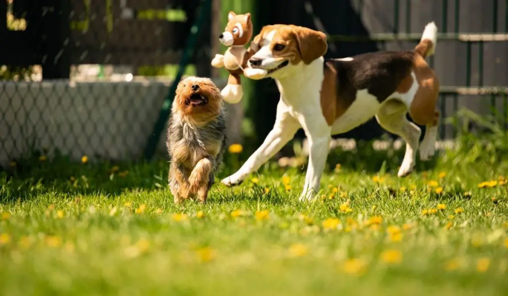 Introduction To Yorkies Barking Sounds - Our Yorkie