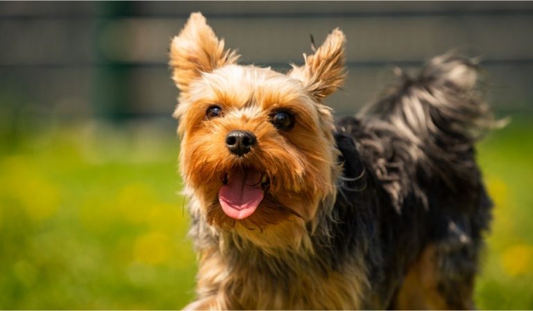 Why Are Yorkies Eating Poop? Reasons and Solutions - Our Yorkie
