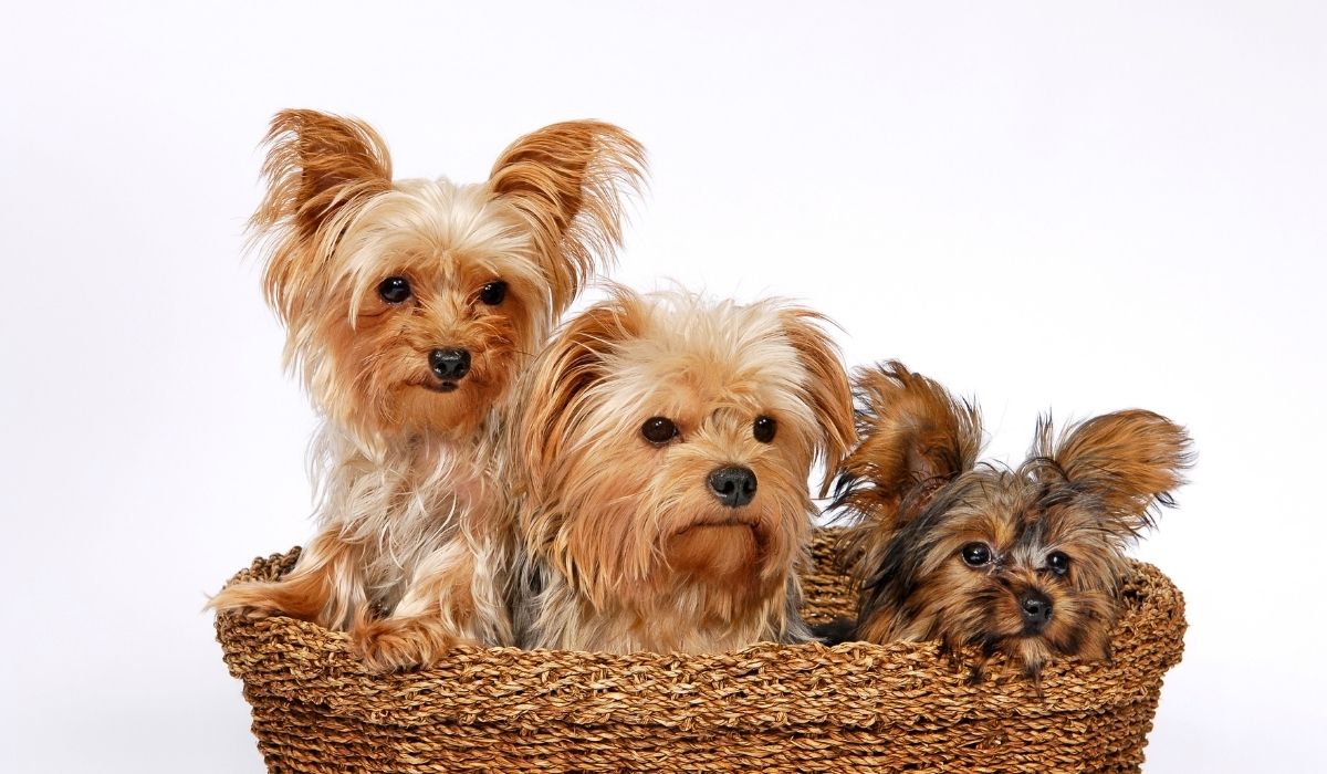Yorkie Ear Infections – Examining and Medicating your Yorkie - Our Yorkie