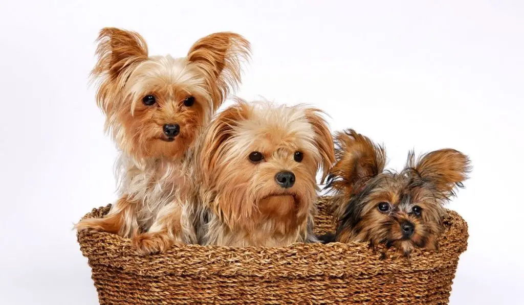Yorkie Liver Shunts...Symptoms and Treatment - Our Yorkie