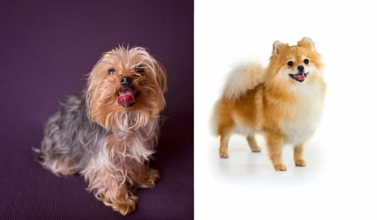 Meet The Breed: Yoranian...Teacup Yorkie and Pomeranian Mix - Our Yorkie