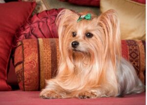 Rare Yorkie Colors - Introduction To The Best Colorways - Our Yorkie