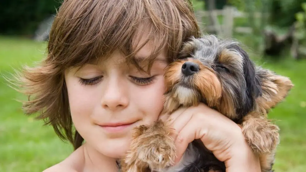Can A Yorkie Be A Service Dog Our Yorkie