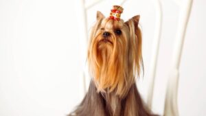 Cute Girl Yorkie Names – 211+ Perfect Choices! - Our Yorkie