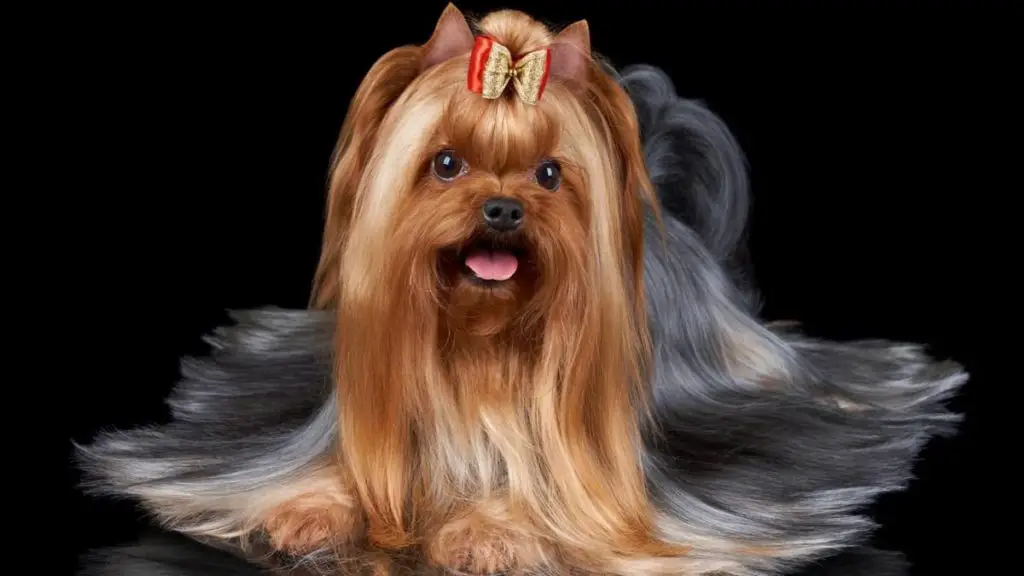 Do Yorkies Change Colors? – Cycle of Yorkie Colorways - Our Yorkie
