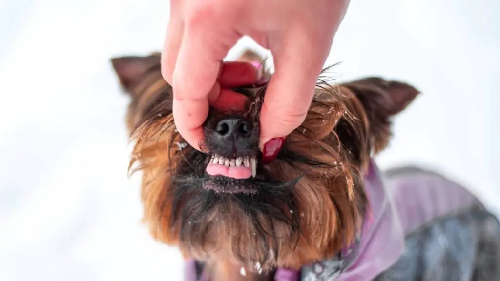 How Many Teeth Do Yorkies Have? - Our Yorkie