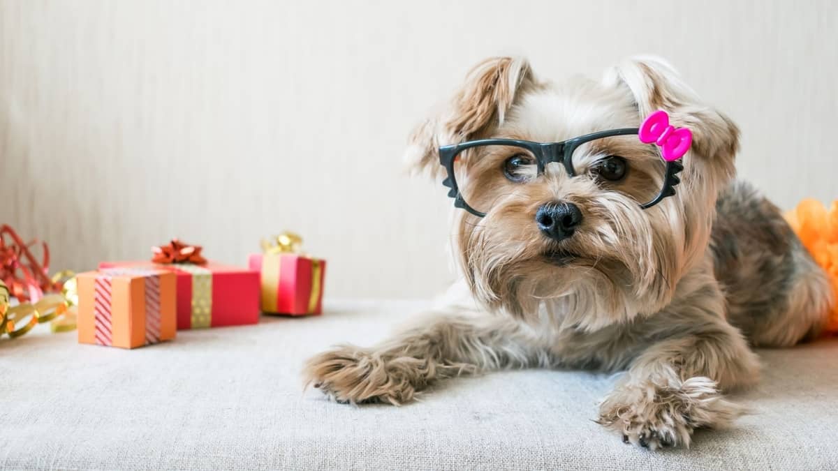 Things To Know About Yorkies – Interesting Facts - Our Yorkie