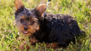 Yorkie Bloody Stool - Symptoms and Treatment - Our Yorkie