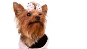 Cute Girl Yorkie Names – 211+ Perfect Choices! - Our Yorkie