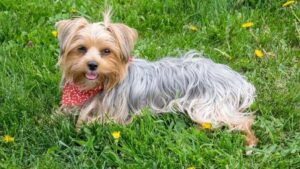 Silver Haired Yorkie – Introduction To This Unique Color - Our Yorkie