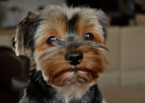 Managing Older Yorkie Health Problems - Our Yorkie