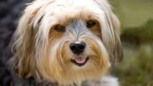 Silver Haired Yorkie – Introduction To This Unique Color - Our Yorkie