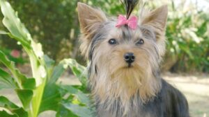 Cute Girl Yorkie Names – 211+ Perfect Choices! - Our Yorkie