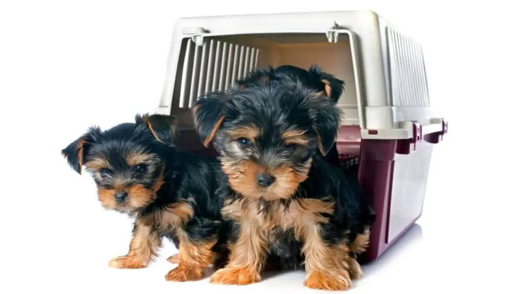 3 Best Crates For Yorkies – Provide Comfort To Your Yorkie - Our Yorkie