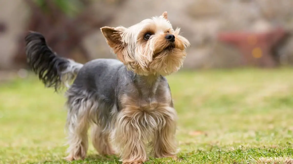 Liver Shunt In Yorkies Symptoms – Medication - Our Yorkie