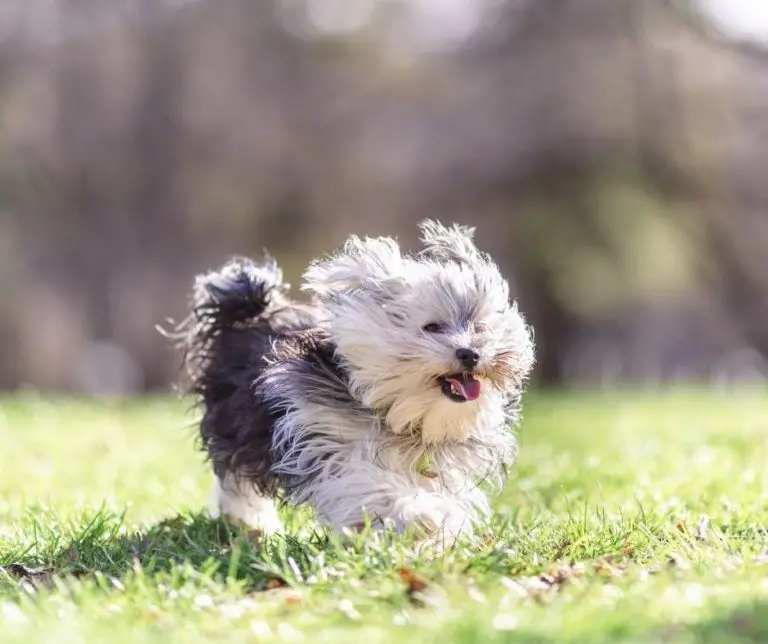 What Is A Maltese And Yorkie Mix Called? - Our Yorkie