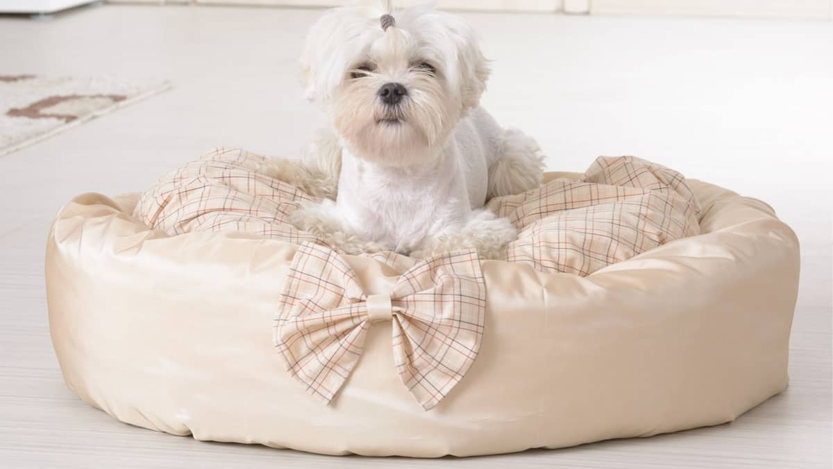 Teacup Yorkie Beds – How To Pick The Perfect One? - Our Yorkie