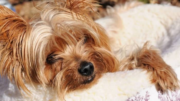 Teacup Yorkie Beds – How To Pick The Perfect One? - Our Yorkie