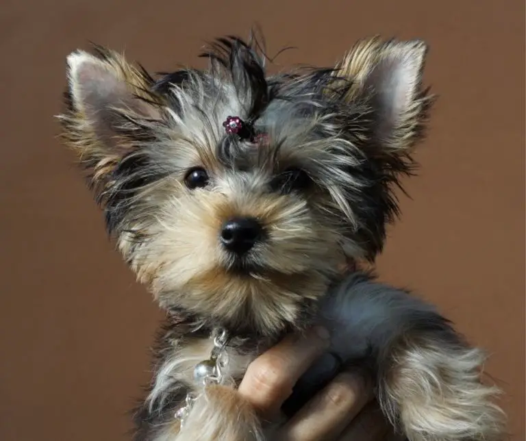 What Is a Yorkie Chon? - Our Yorkie