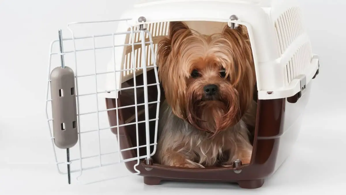 What Size Crate For A Yorkie – Pick The Best One - Our Yorkie
