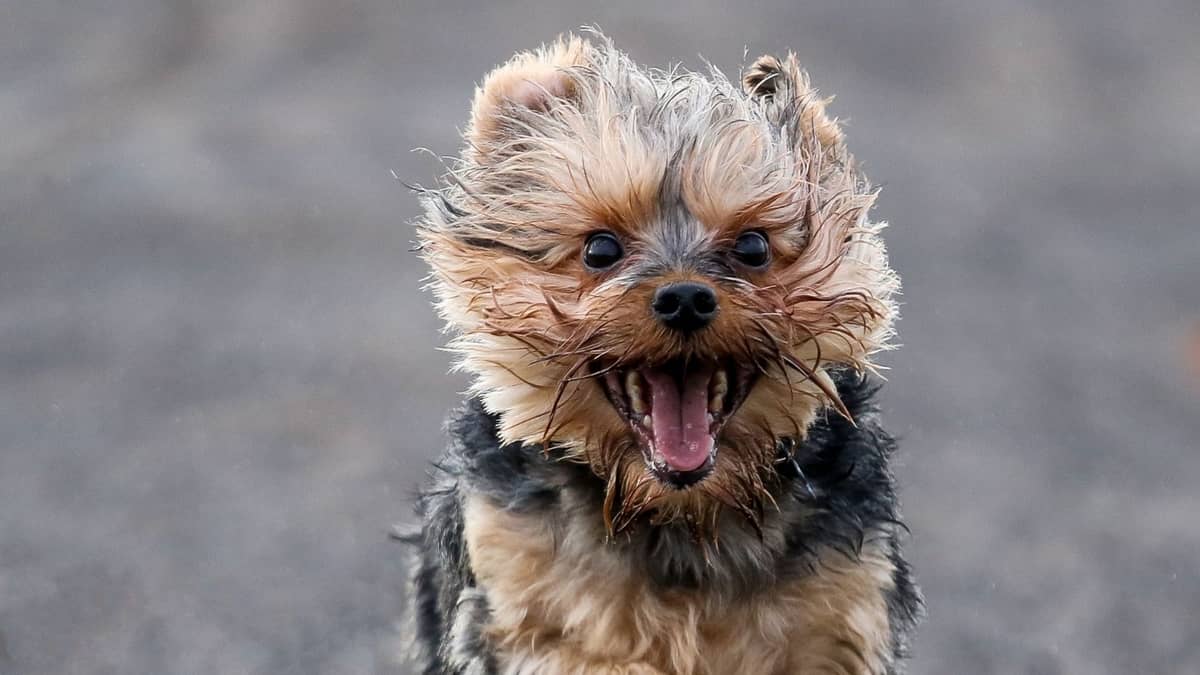 Yorkies Behavior Problems – Teach Discipline To Your Yorkie