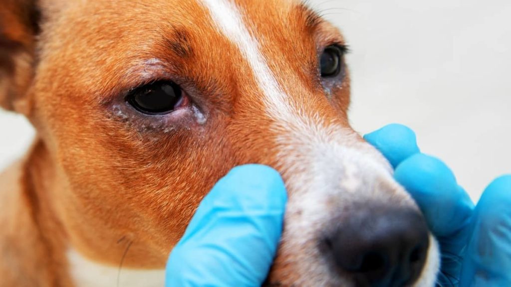 How To Remove Dog Eye Crust - 6 Easy Ways To Remove It In Your Home ...