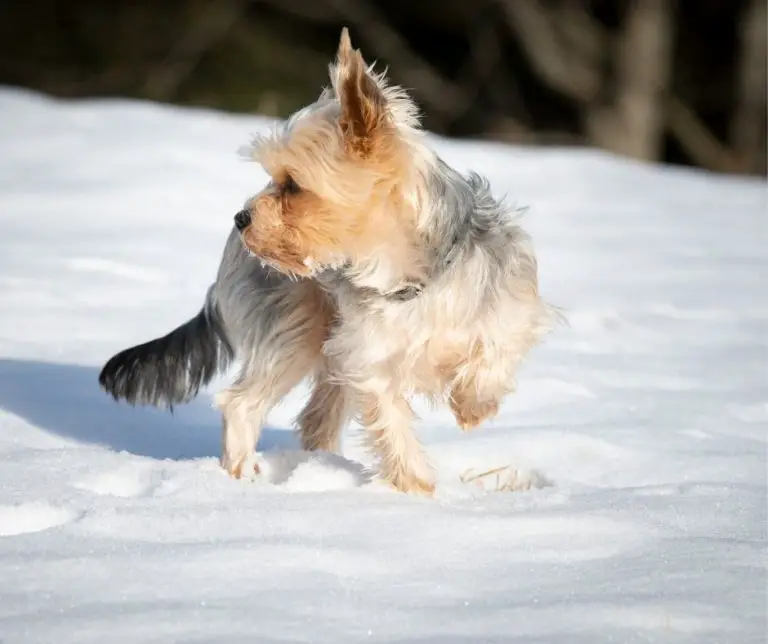What Age Do Yorkies Go Into Heat? - Our Yorkie