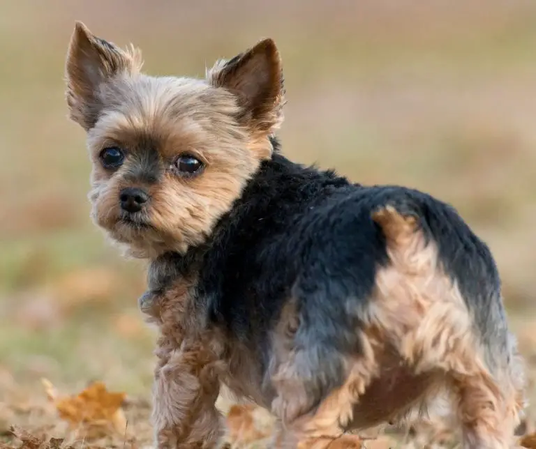 Why Are Yorkies Tails Docked? - Our Yorkie