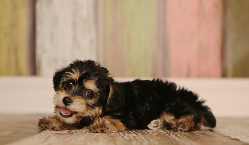 Micro Teacup Yorkies Full Grown – The Best Choice For Dog Owners - Our ...