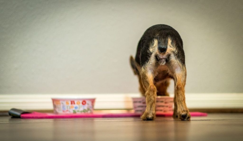 What Do Yorkies Eat Get The Best Food For Your Yorkie Dog Our Yorkie What Do Yorkies Eat Get The Best Food For Your Yorkie Dog Our Yorkie