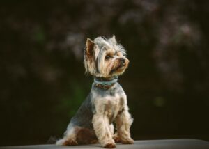 Yorkshire Terriers Short Hair Facts - Our Yorkie