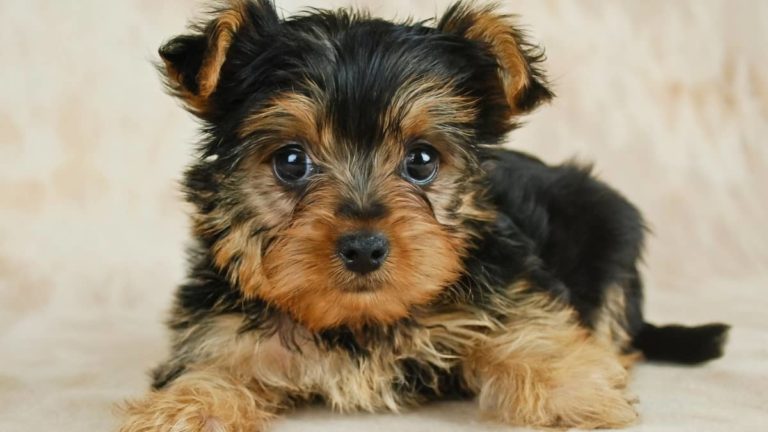 Black And Brown Yorkies; Everything You Need To Know About These 2 ...