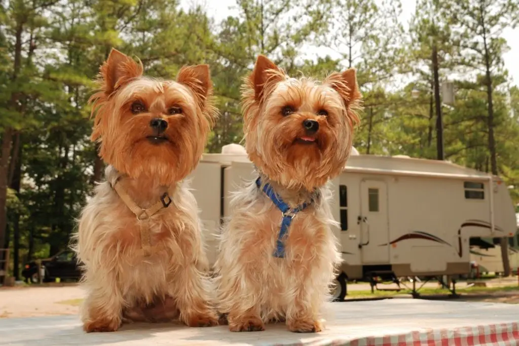 5 Interesting Facts About Yorkies: Are Male Yorkies Bigger Than Females ...