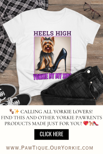 Yorkie back leg problems - Our Yorkie